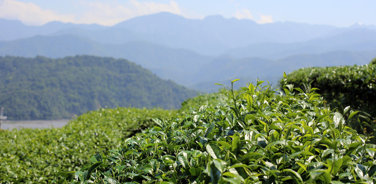 What is High Mountain Tea – Té Company Tea